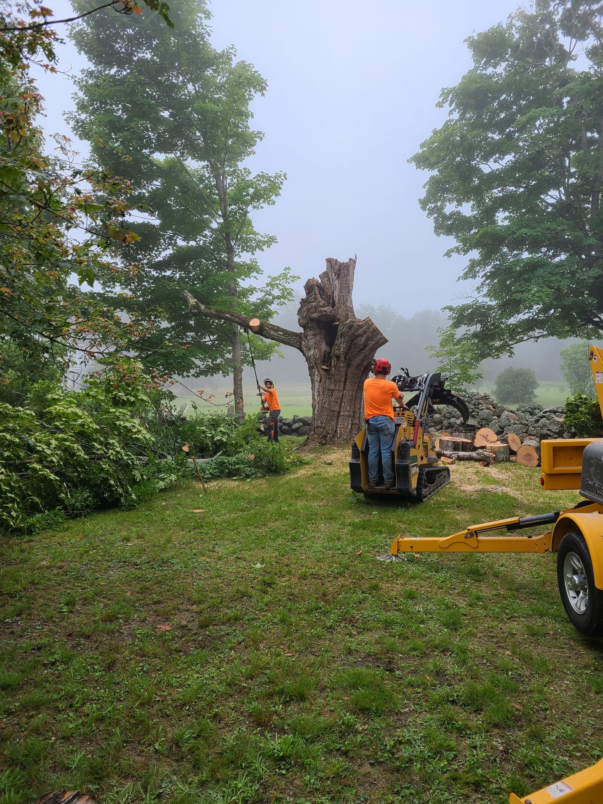 200-year-old sugar maple comes down - The Harpswell Anchor