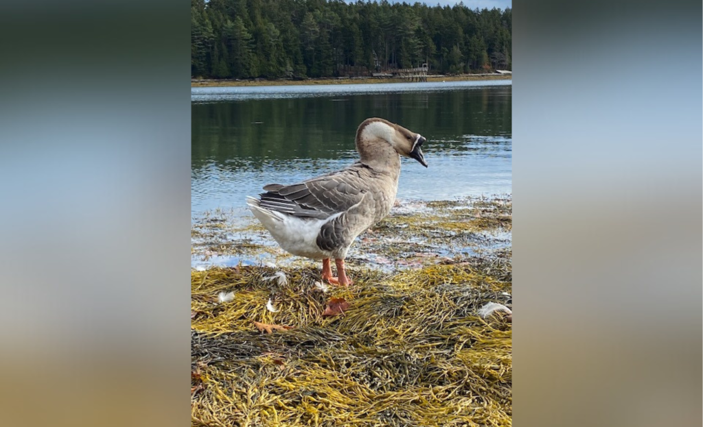 A holiday goose - The Harpswell Anchor