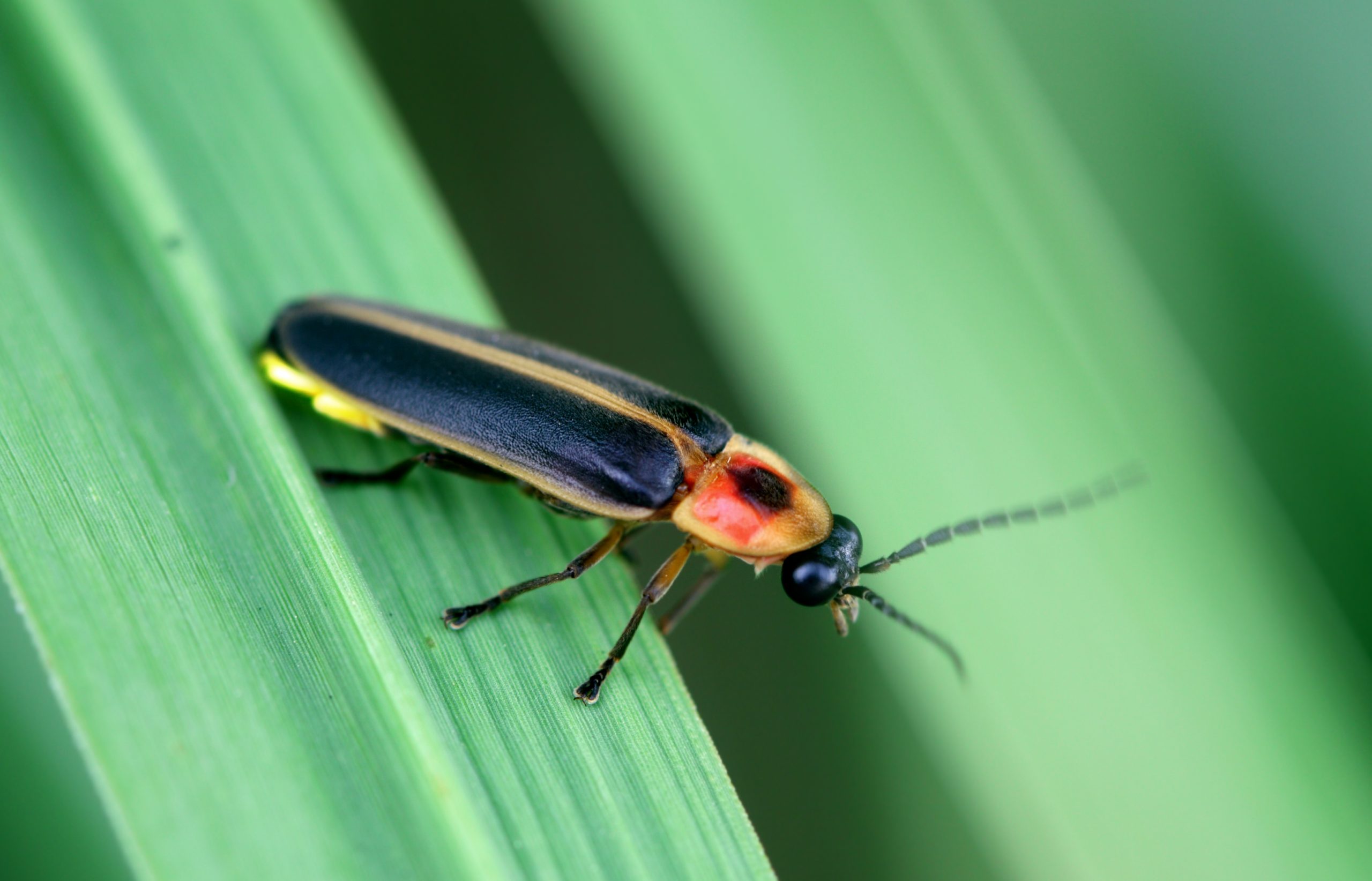 Harpswell Naturalist: Moonbug - The Harpswell Anchor