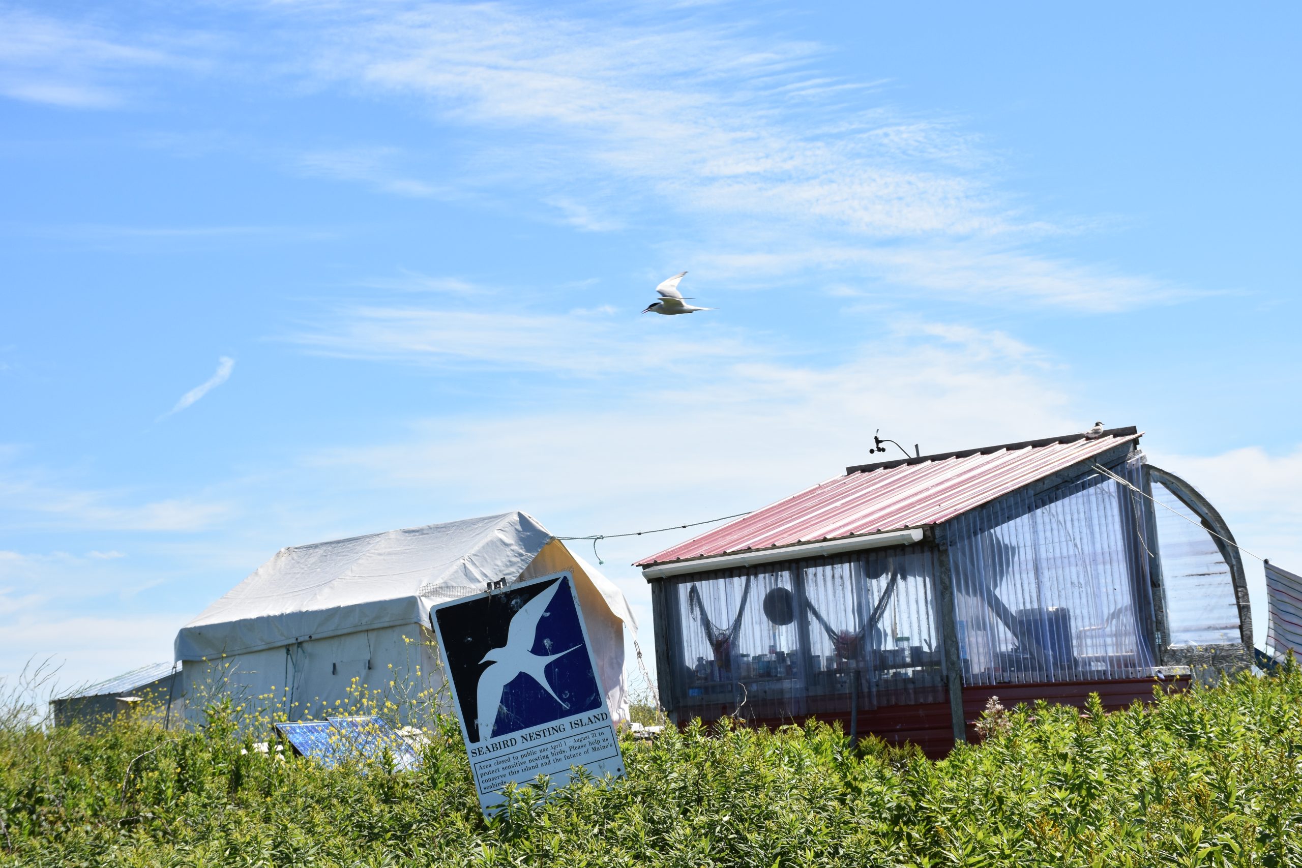Tiny Harpswell island home to thousands of once-rare terns — and 2 ...
