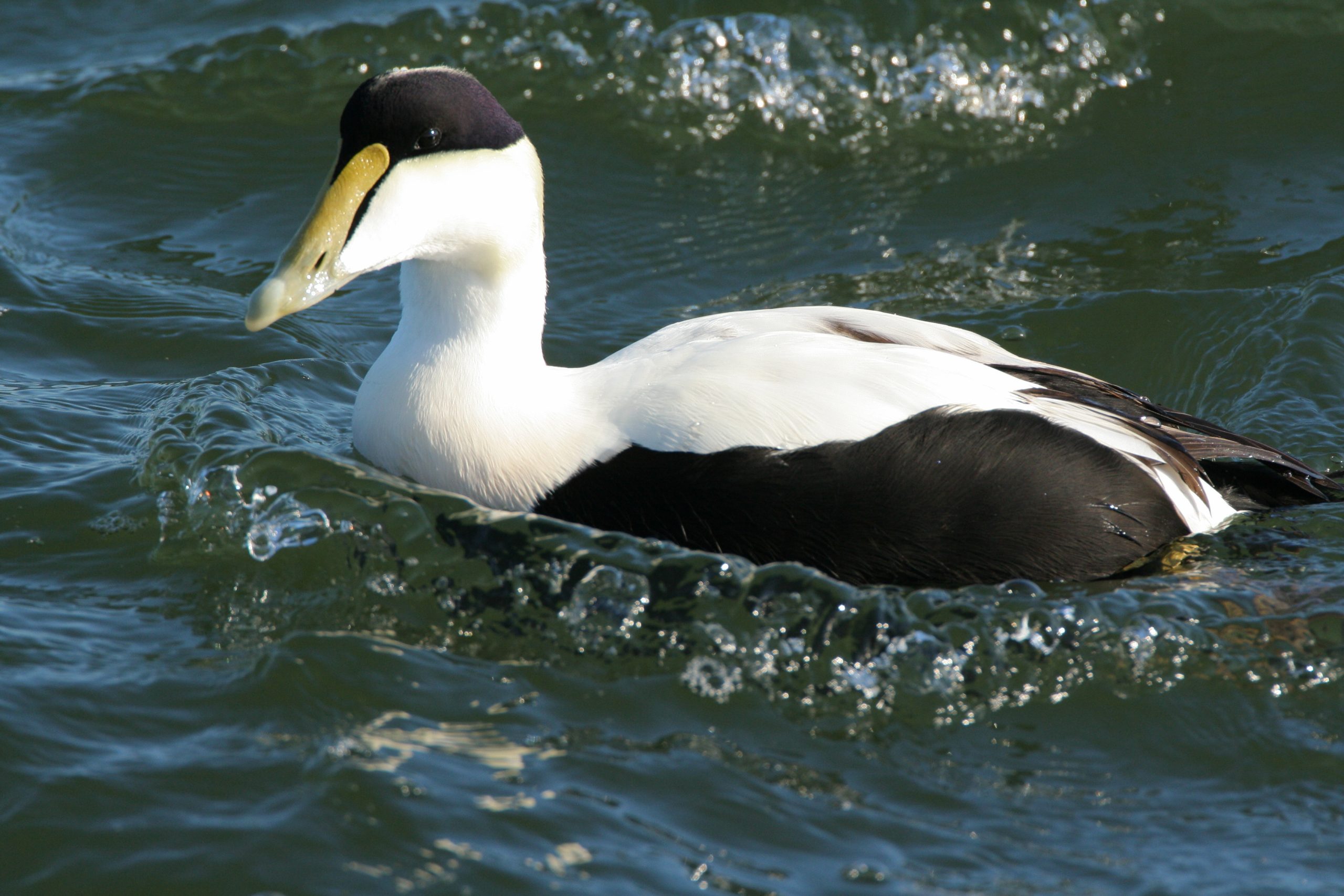 Harpswell Naturalist: Eiders down - The Harpswell Anchor