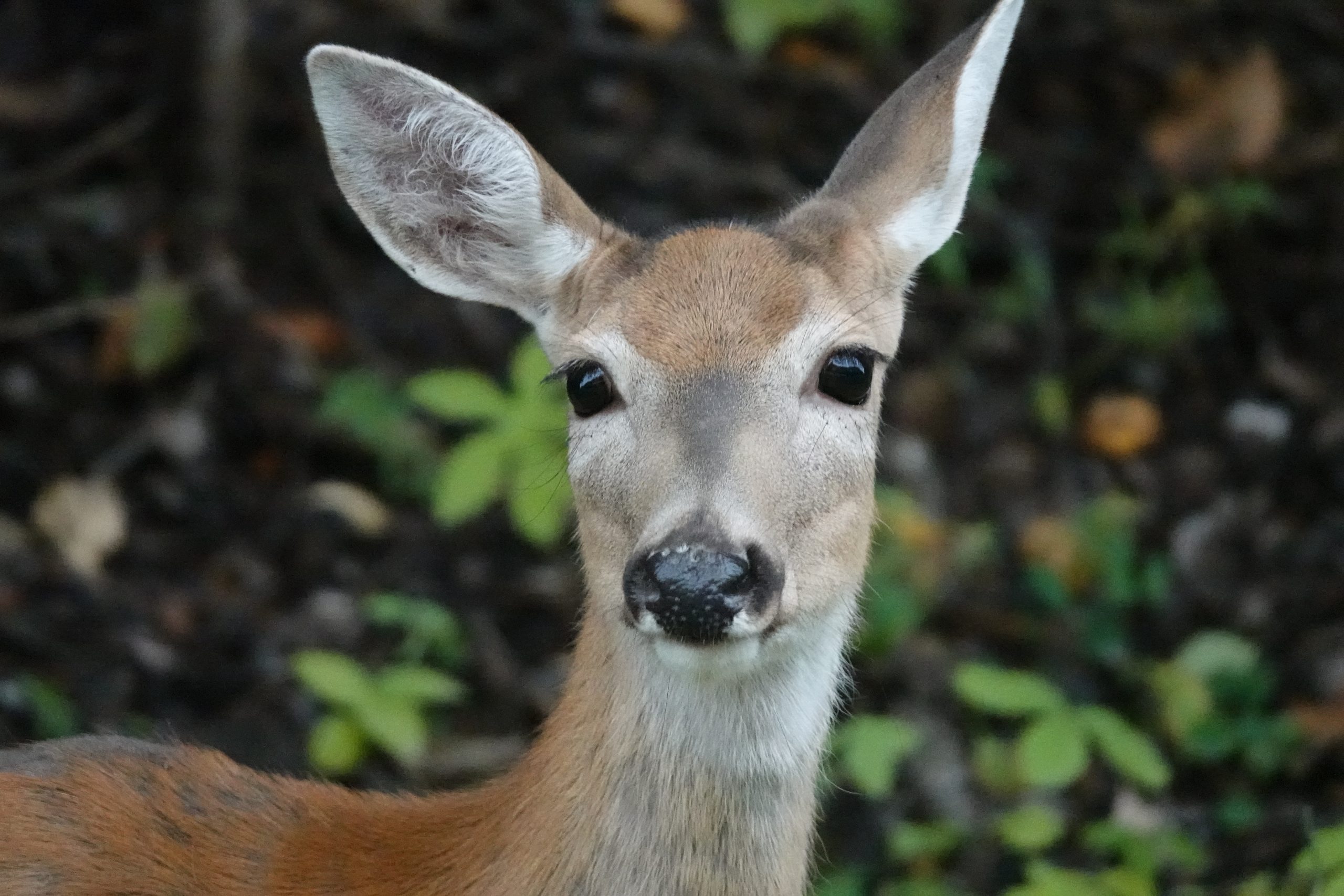 Harpswell Naturalist: Too many deer? - The Harpswell Anchor