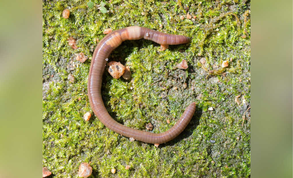 Nature Notes: Jumping worms - The Harpswell Anchor