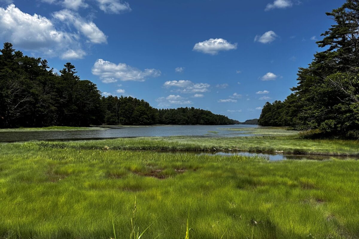 Harpswell's 200-acre wood: The story of the Austin Cary Forest - The ...