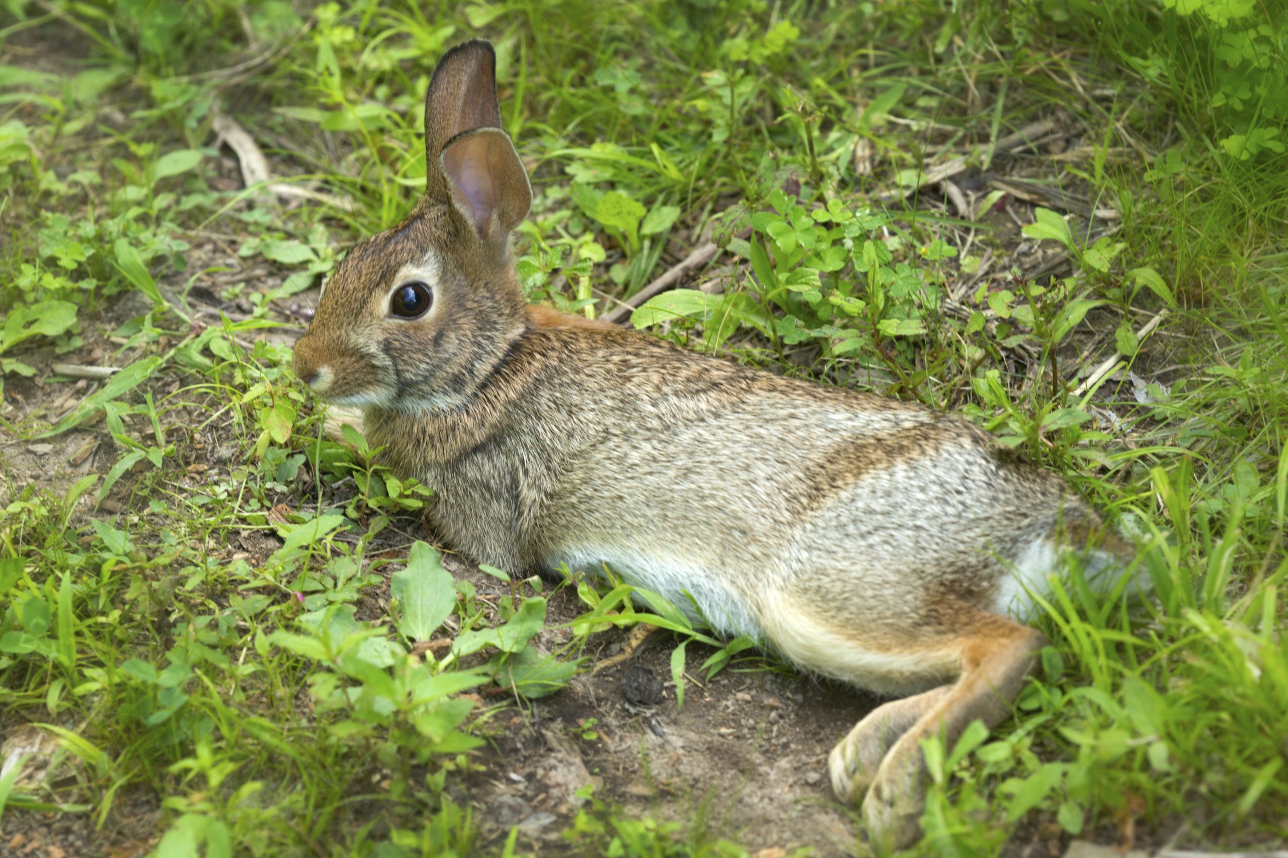 Harpswell Naturalist: New England cottontail - The Harpswell Anchor
