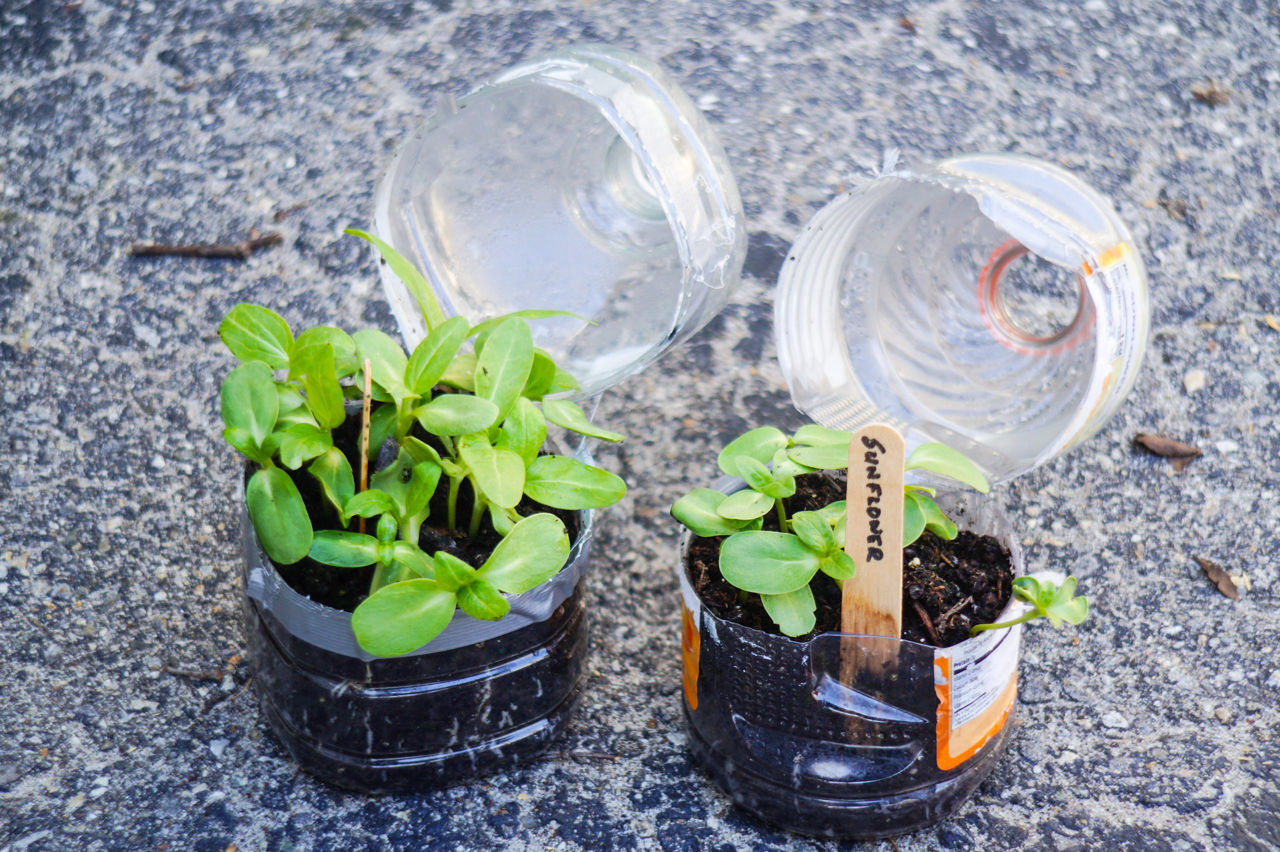 Library Connections: Let it sow, let it sow, let it sow - The Harpswell ...