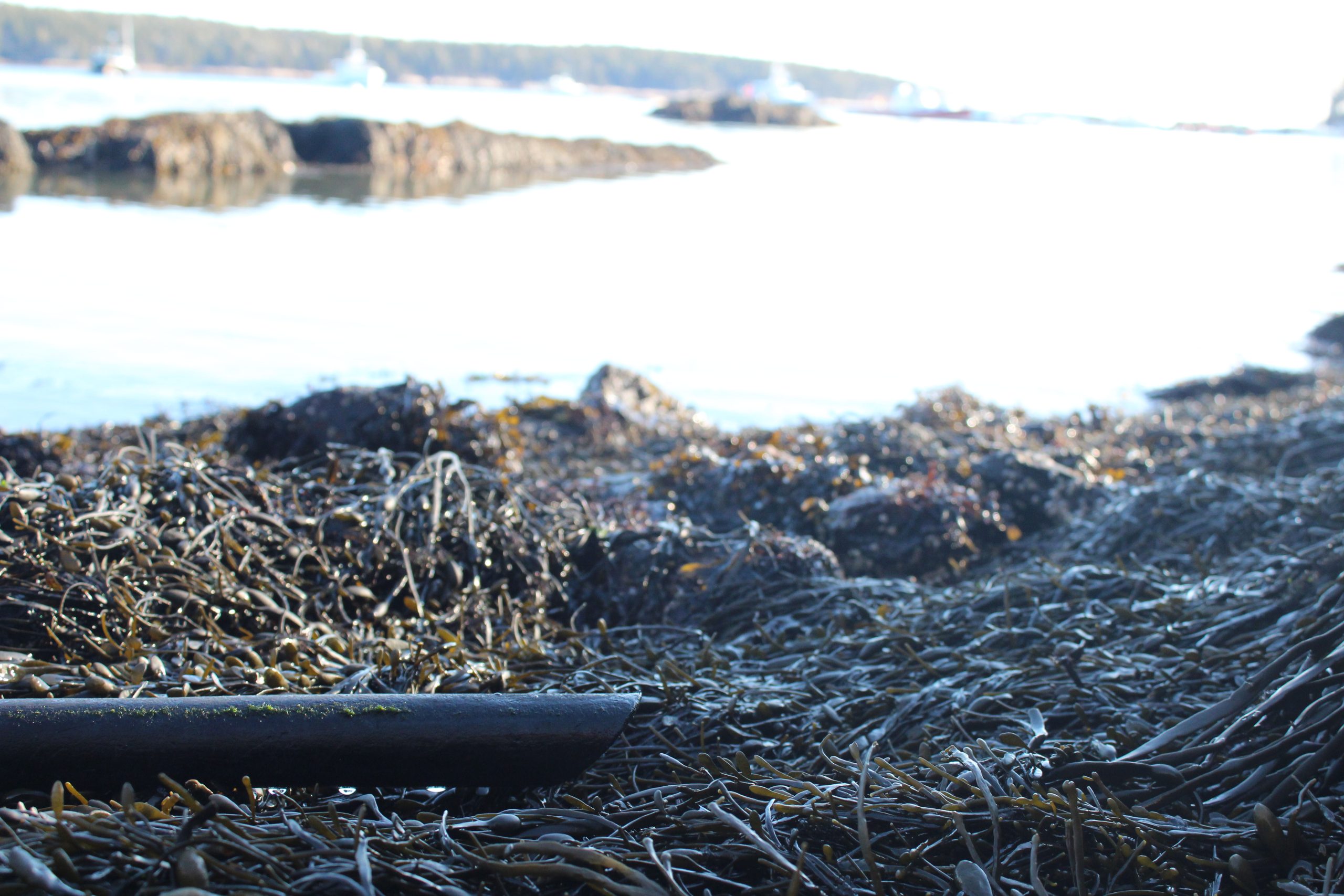 Harpswell has 44 of Maine's 600 remaining overboard discharge systems ...