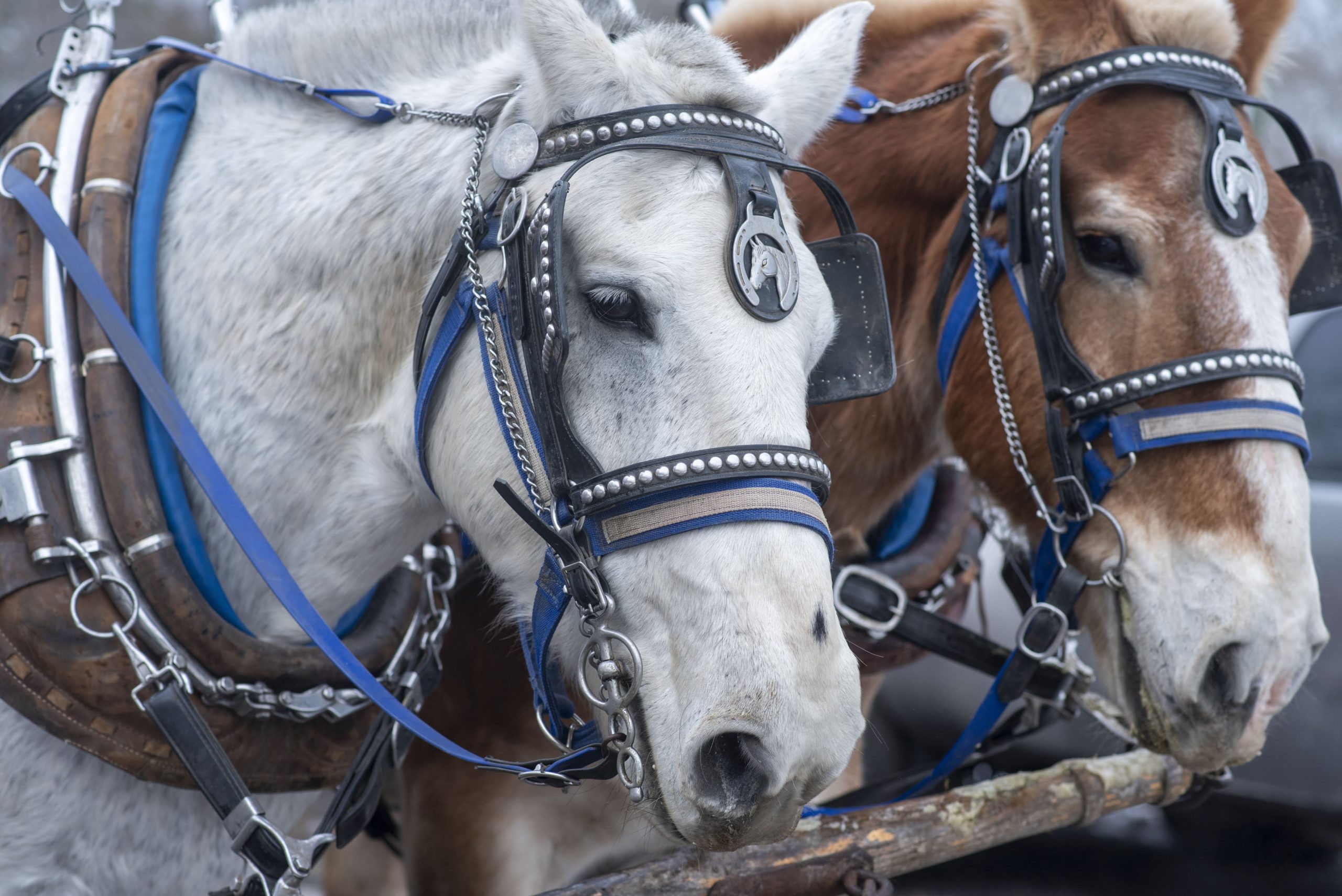 Photo gallery: Horse-drawn wagon rides delight children in Cundy's ...